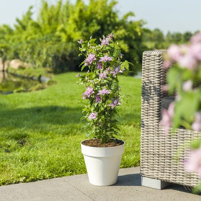 Clematis ‘Multi Pink’PBR – Van der Starre