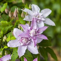 Clematis ‘Multi Pink’PBR – Van der Starre
