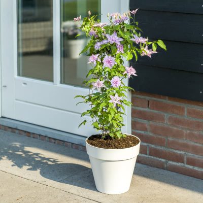 Clematis ‘Multi Pink’PBR – Van der Starre